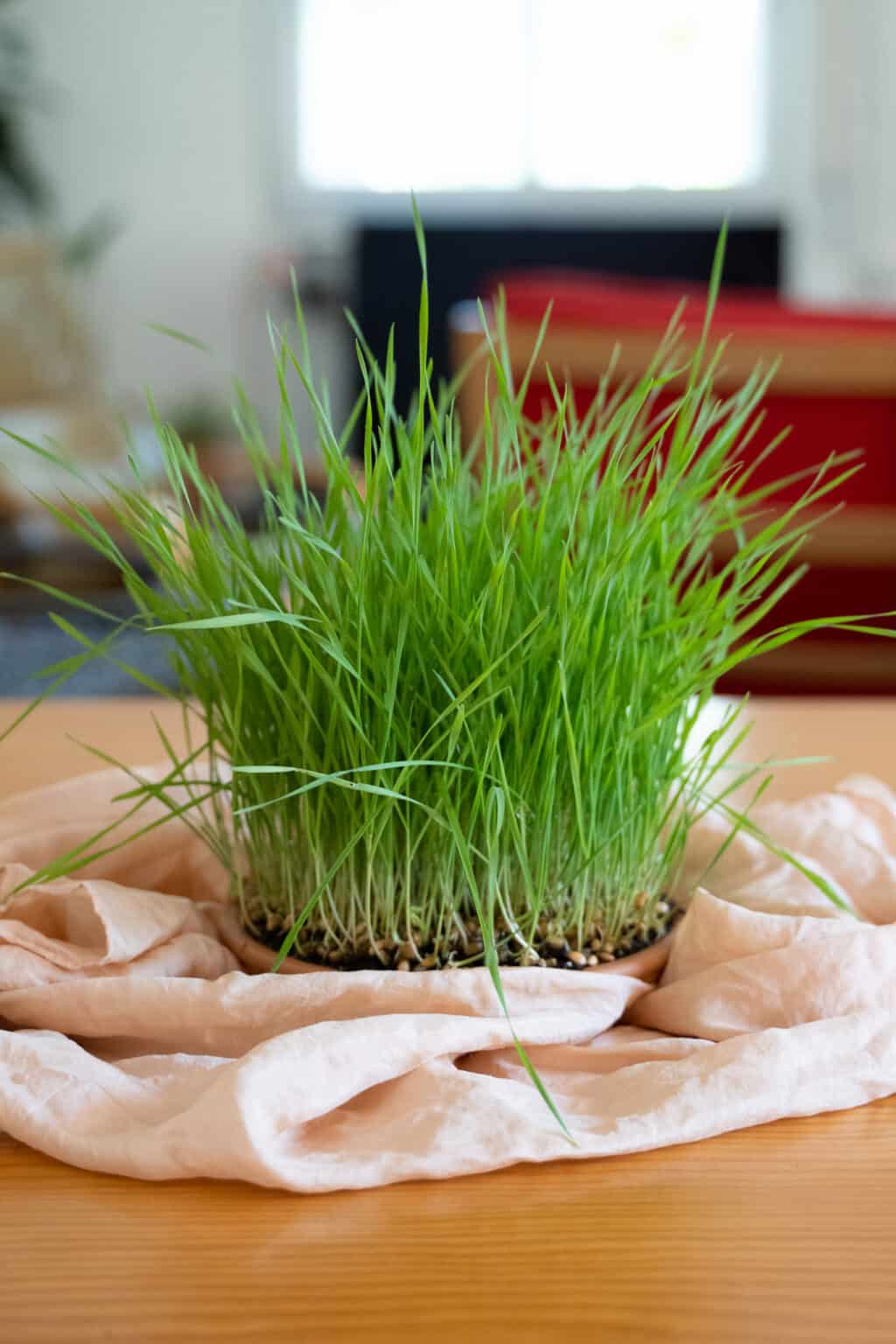 How to Grow Easter Grass - Toymaking Magic