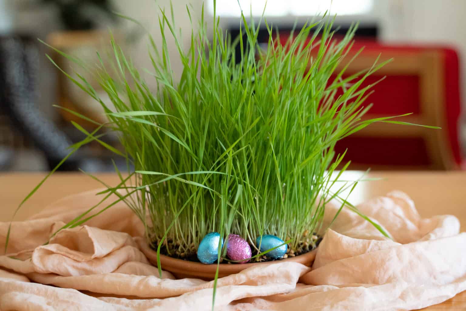 How to Grow Easter Grass - Toymaking Magic