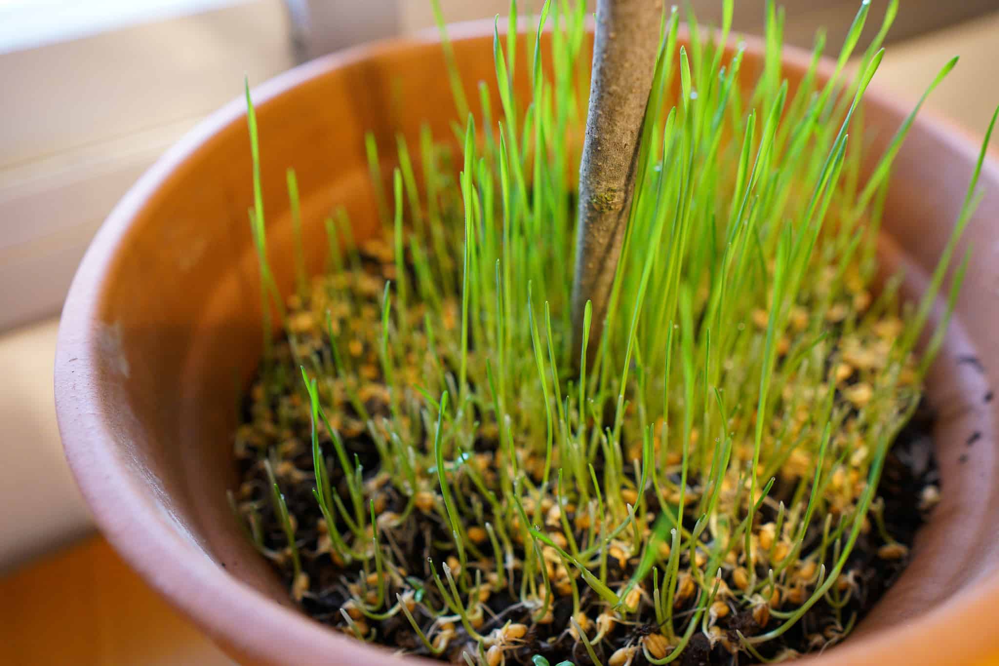 How to Grow Easter Grass – Toymaking Magic